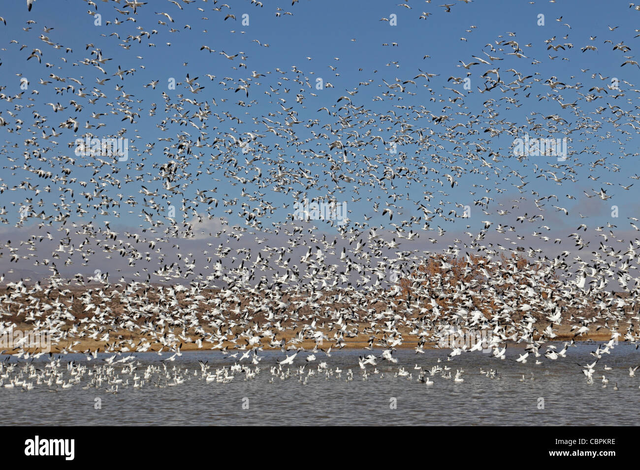 Geese taking off from hi-res stock photography and images - Alamy