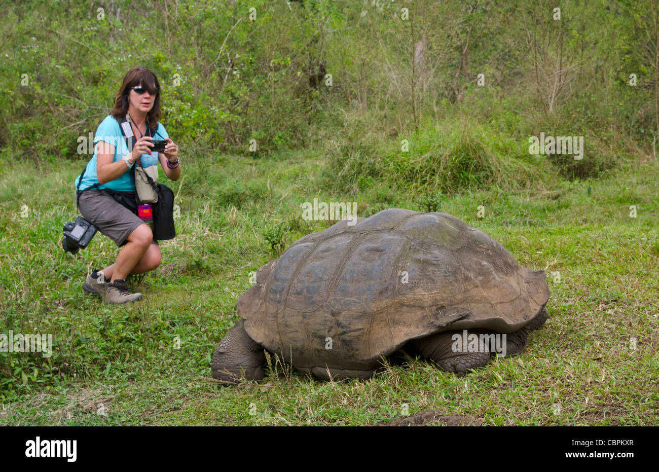 Tourists relating Giant Tortoises on Santa Cruz Highlands Galapagos ...