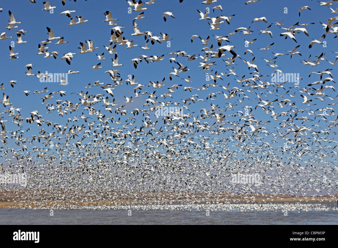 Geese taking off hi-res stock photography and images - Alamy