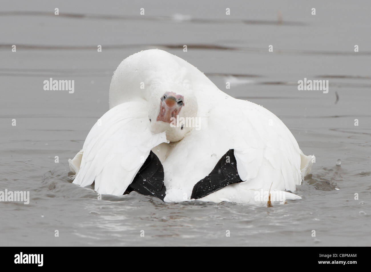 Snow Goose bathing Stock Photo - Alamy