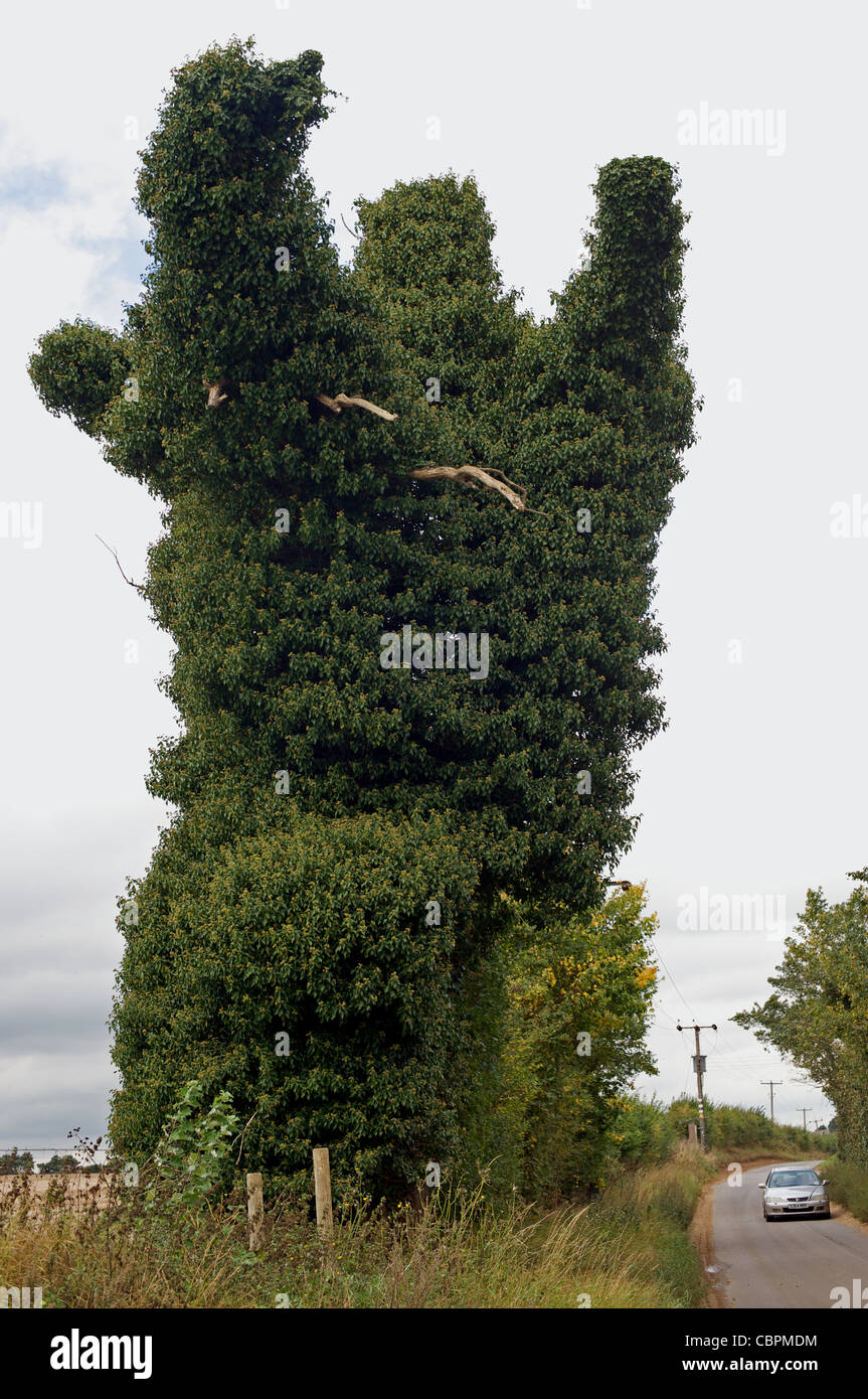 Dead tree covered in ivy, Hollesley, Suffolk, UK Stock Photo - Alamy