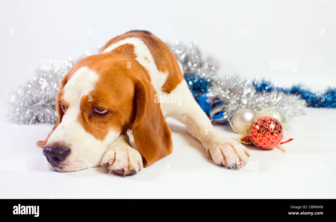 The sad hound and brilliant Christmas ornaments Stock Photo - Alamy