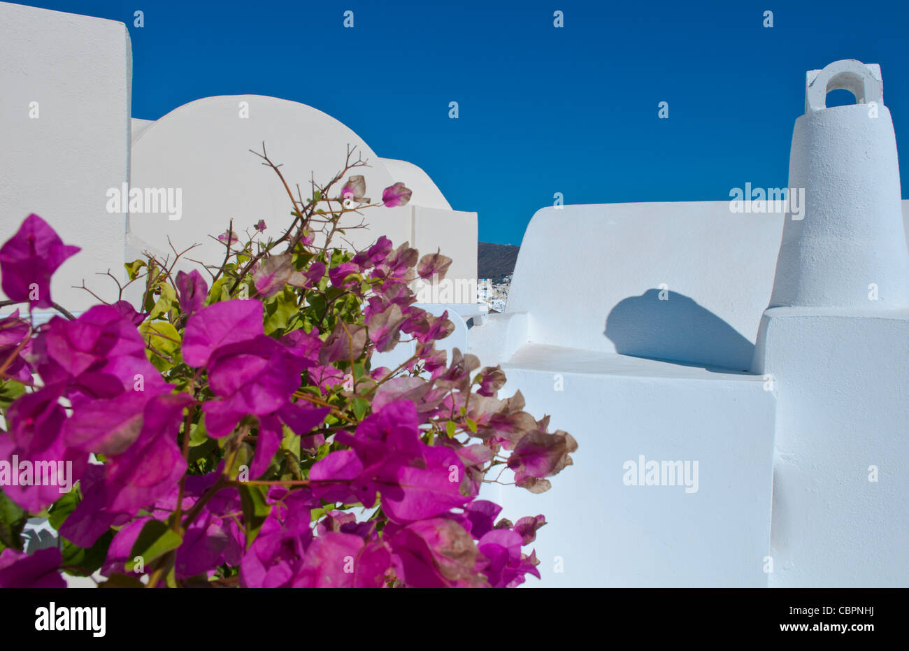 White buildings and pink flowers in beautiful Oia in Greek Island of ...