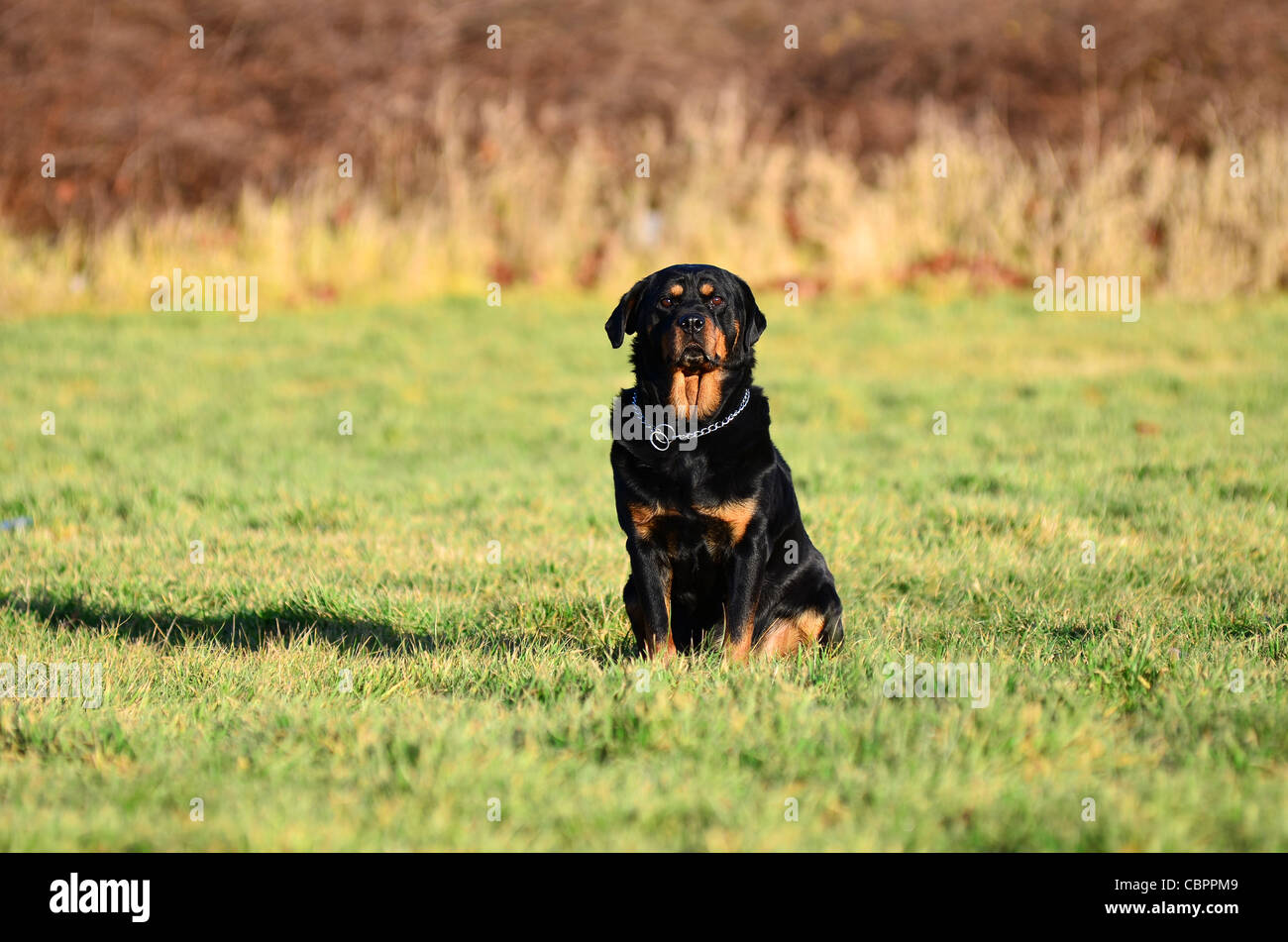 Rottweiler side profile of head hi-res stock photography and images - Alamy