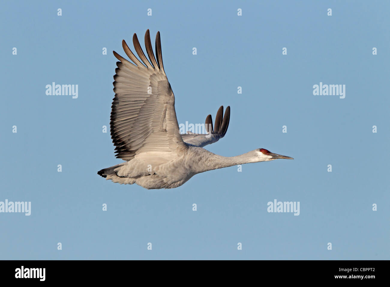 Sandhill Crane In Flight