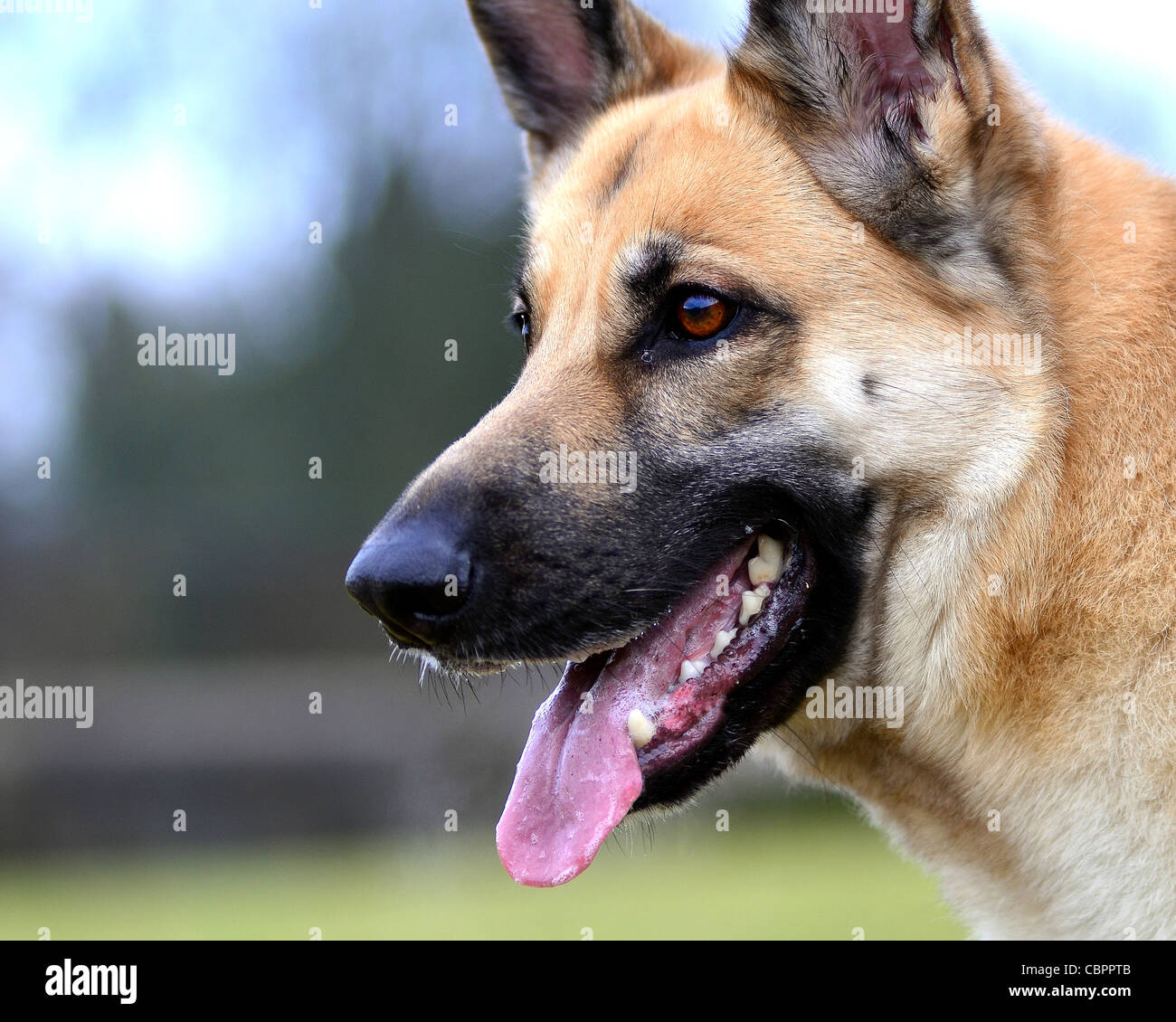 Head shot of German shepherd, Alsatian Stock Photo - Alamy