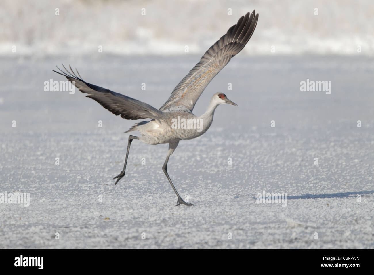 Sandhill Crane running across a frozen pond to take off Stock Photo - Alamy