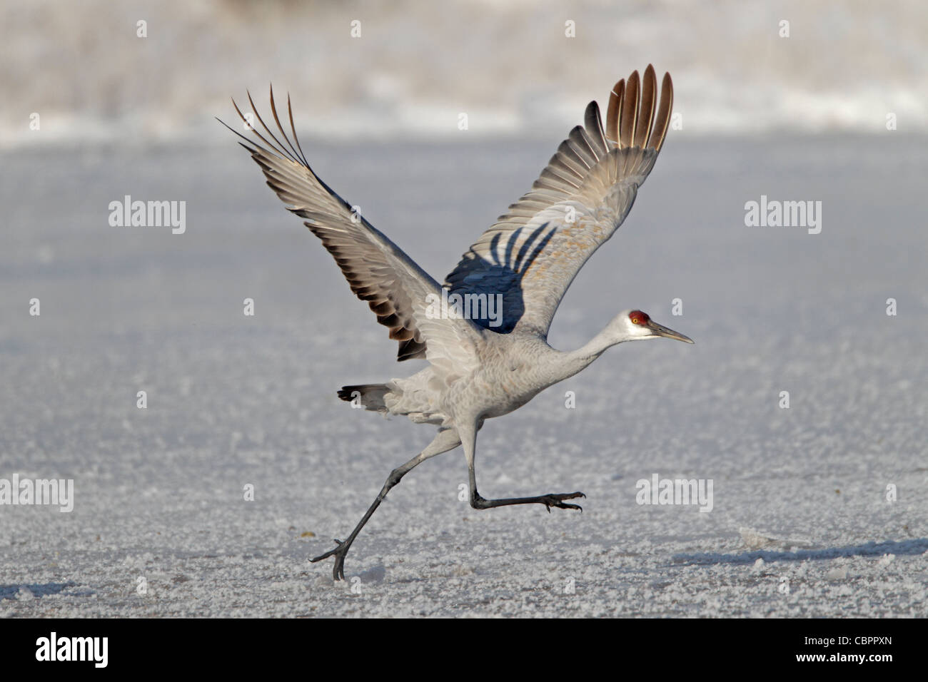Sandhill Crane running across a frozen pond to take off Stock Photo - Alamy