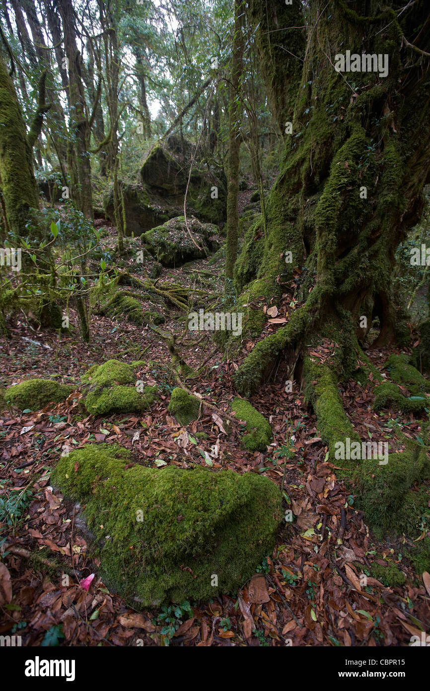 The lush forests between Tadapani and Chhomrong along the Annapurna ...