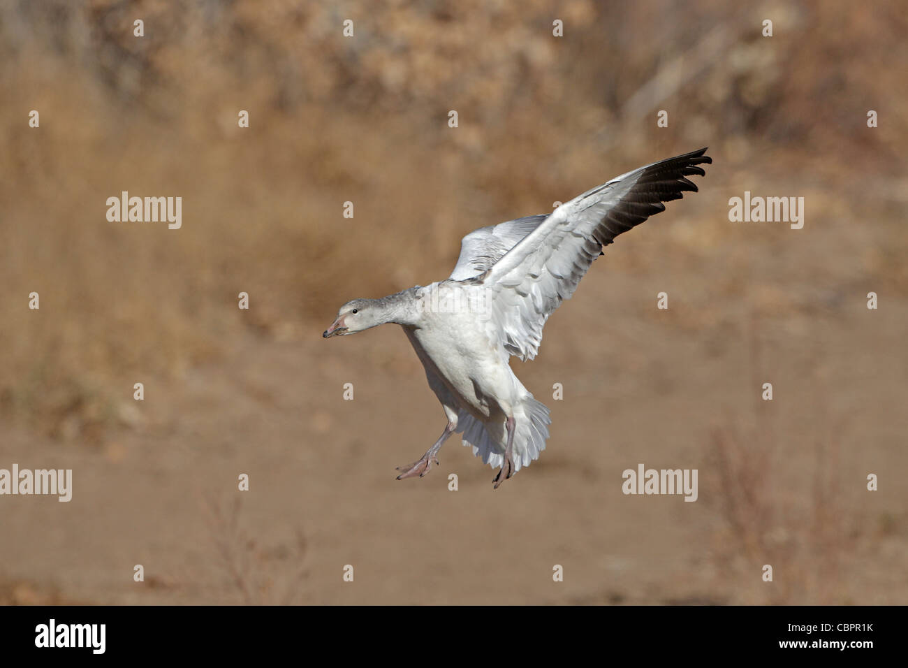 Juvenile Snow Goose coming into land in a corn field Stock Photo - Alamy