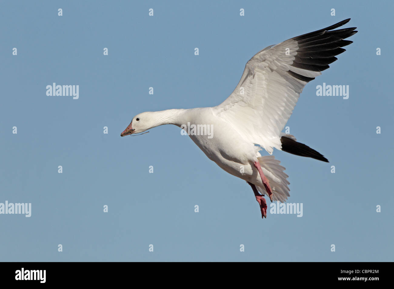 Snow Goose coming into land against a blue sky Stock Photo - Alamy