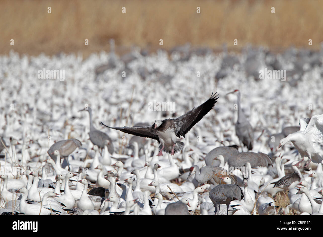 Blue morph snow goose coming into land above a flock of snow geese and ...