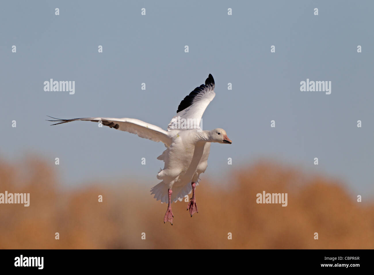 Snow goose coming into land Stock Photo - Alamy