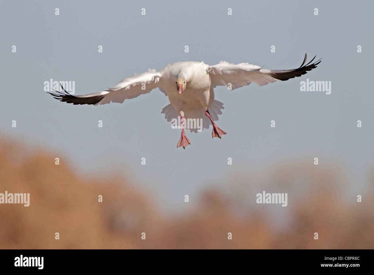 Snow Goose coming into land Stock Photo - Alamy