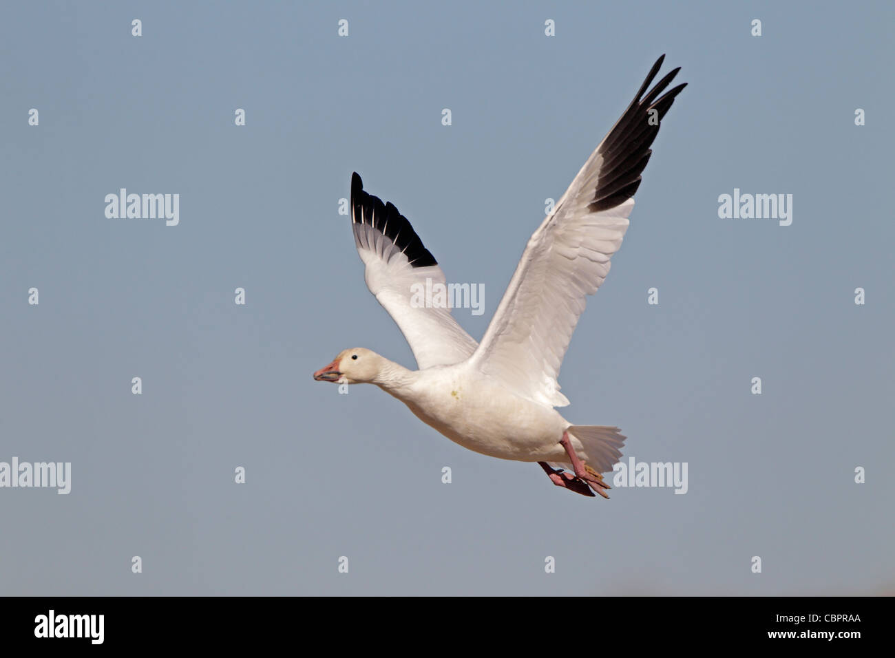 Snow goose in blue hi-res stock photography and images - Alamy