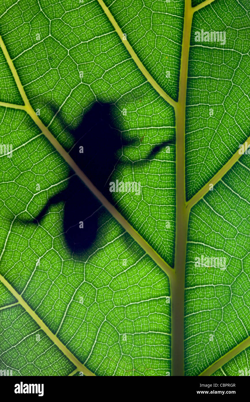 Bug leaf hi-res stock photography and images - Alamy