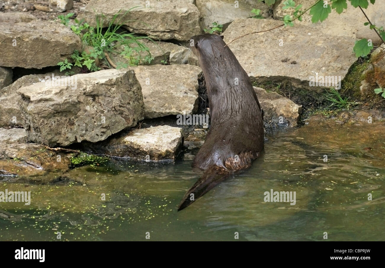 waterside scenery showing a Otter backside while climbing up some ...