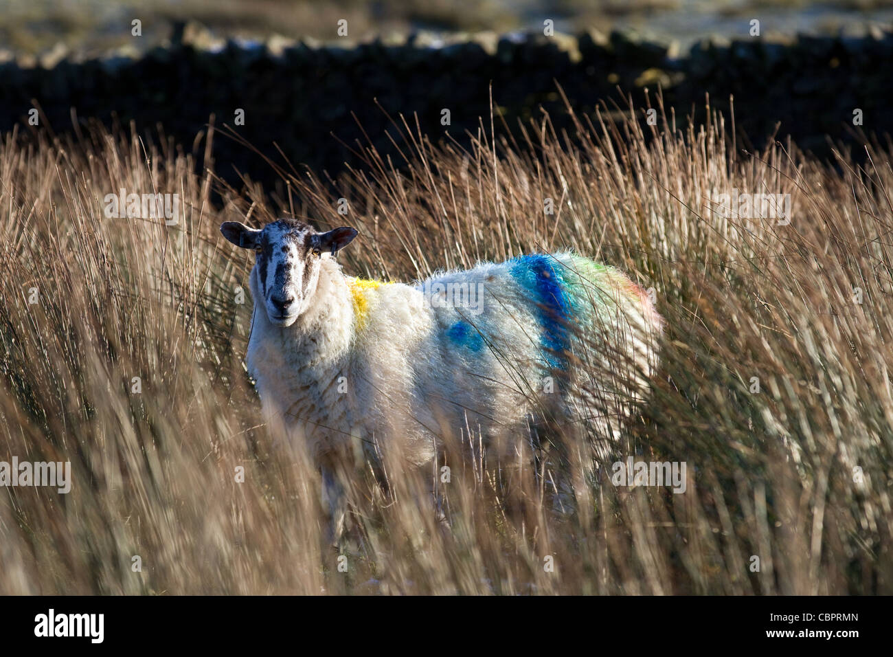 The blue raddle hi-res stock photography and images - Alamy