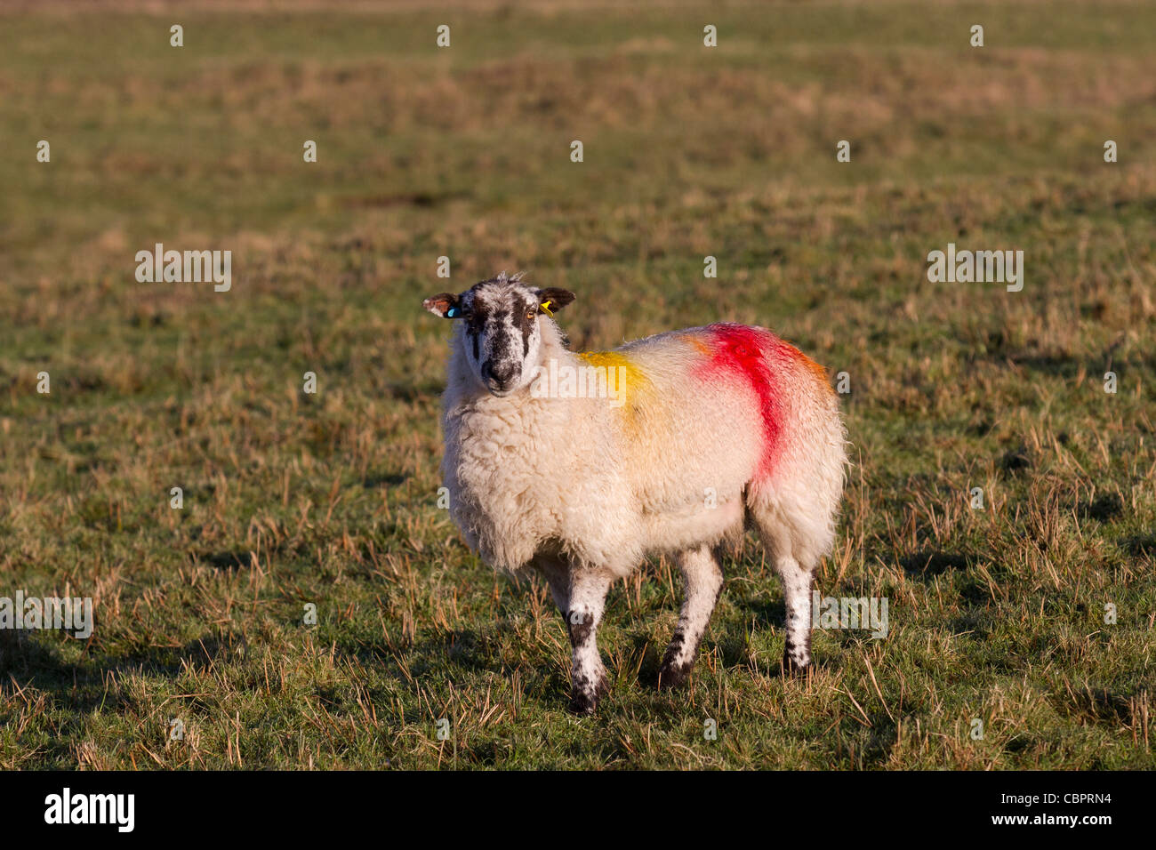 Derbyshire Gritstone Ewes, Raddle or Reddle ram covered & mounted, dyed ...