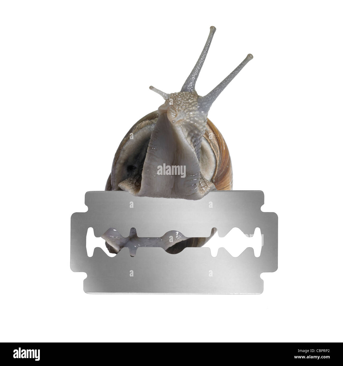 studio photography of a Grapevine snail creeping on the edge of a razor ...