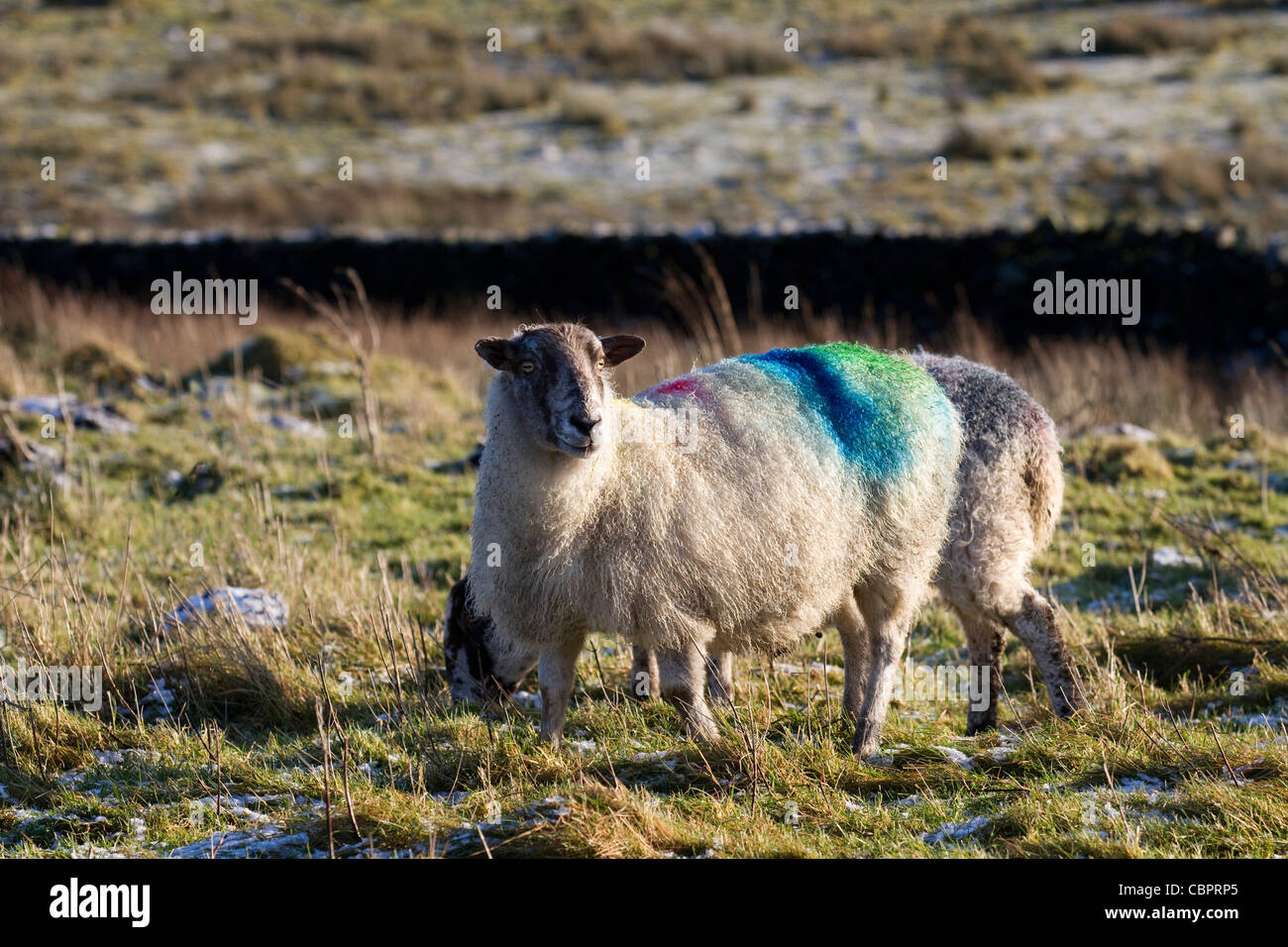 Derbyshire Gritstone Ewes, Raddle or Reddle ram covered & mounted, dyed ...