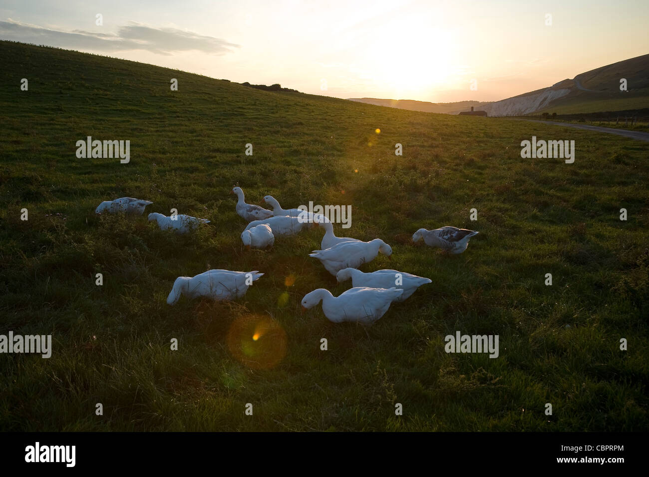 Geese feeding at sunset on Compton Farm, Compton Bay, Isle of Wight, UK ...