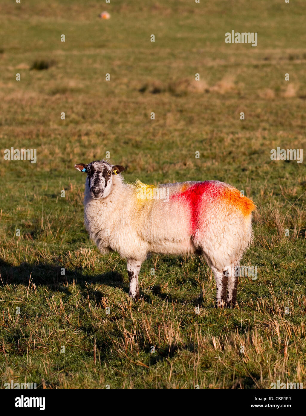 Ruddied hi-res stock photography and images - Alamy