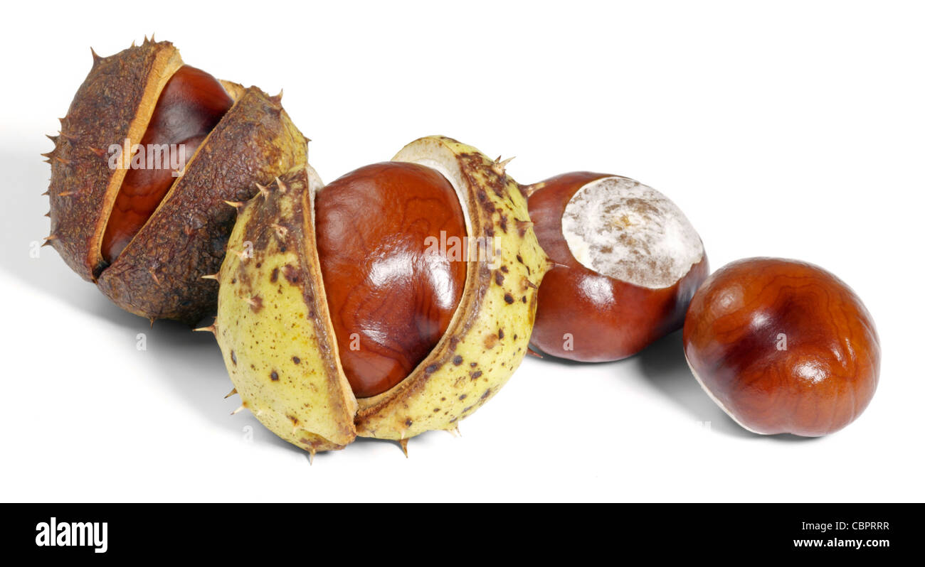 some horse chestnuts in white back Stock Photo - Alamy