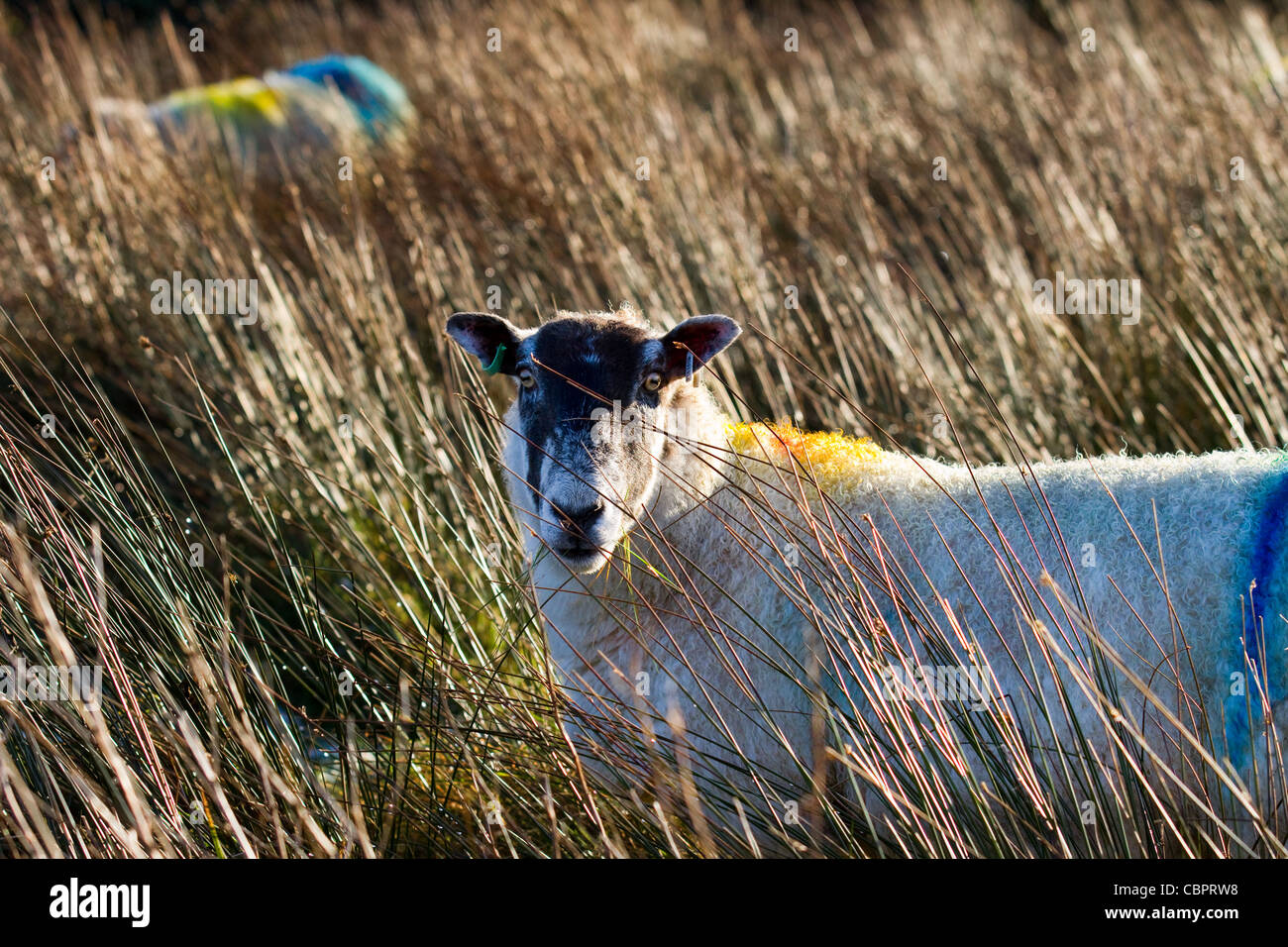 Sheep marking dye hi-res stock photography and images - Alamy