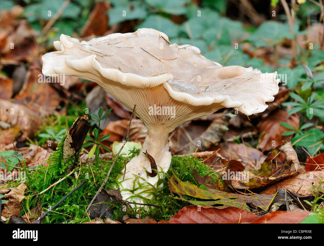 Slug and leaf litter hi-res stock photography and images - Alamy