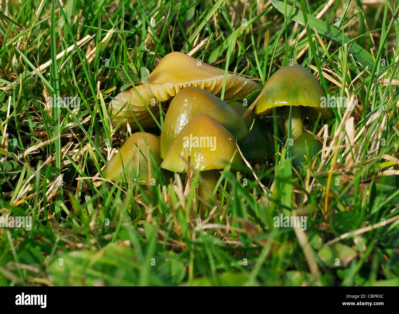 Parrot waxcap uk hi-res stock photography and images - Alamy