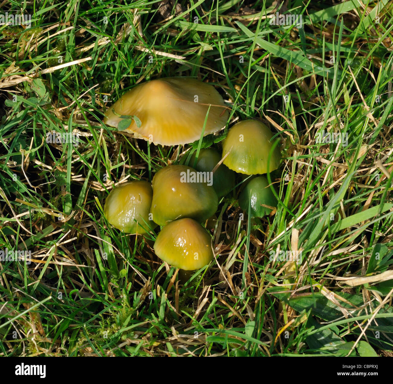 Wax Cap Fungi High Resolution Stock Photography and Images - Alamy