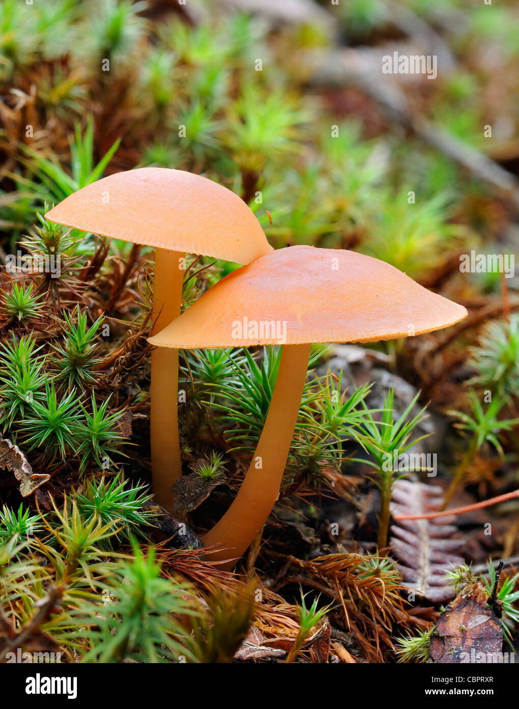 Deceiver Fungi - Laccaria laccata Stock Photo - Alamy