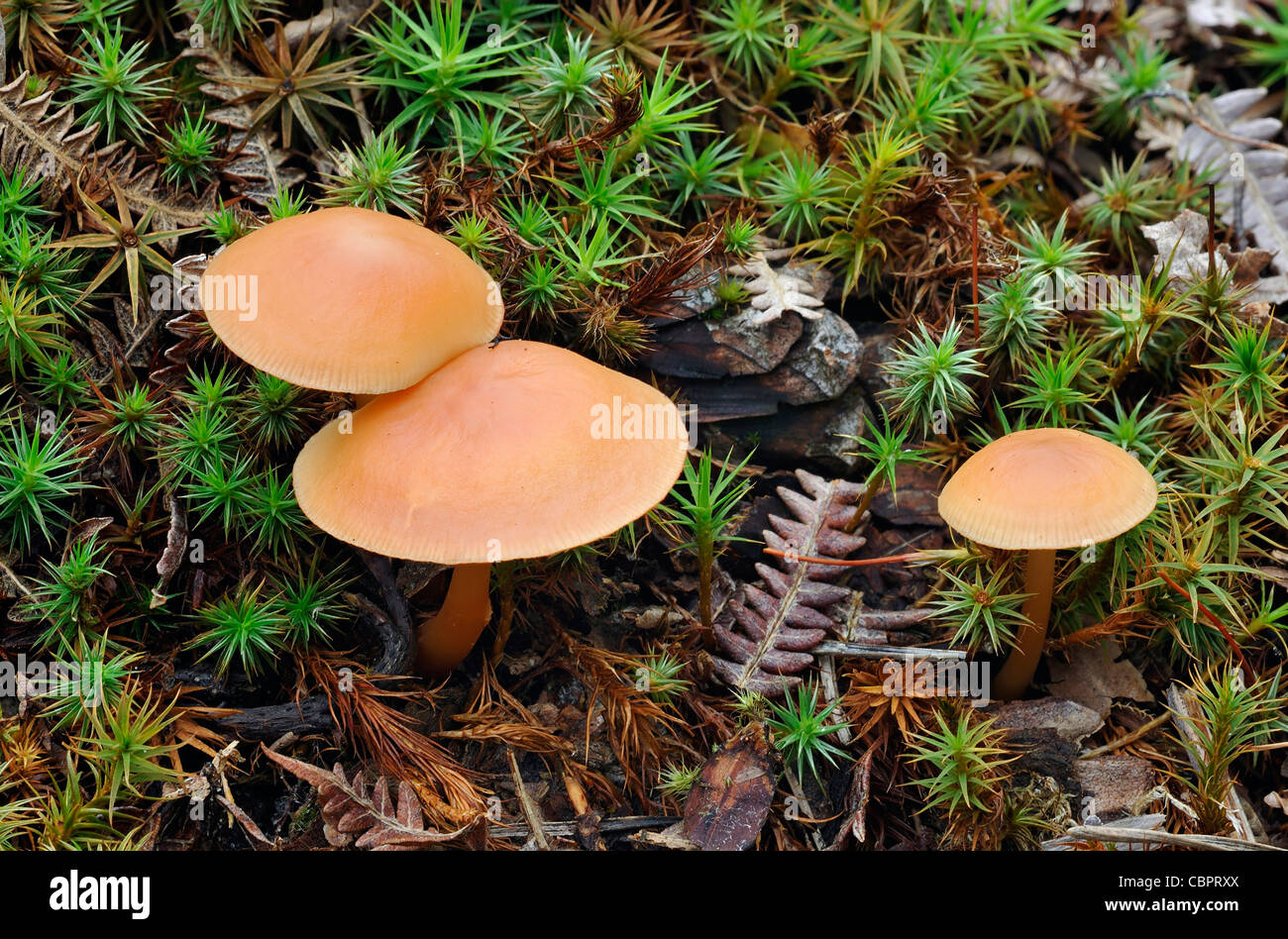 Deceiver Fungi - Laccaria laccata Stock Photo - Alamy