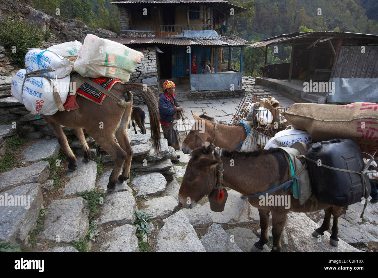 Donkeys carrying load hi-res stock photography and images - Alamy
