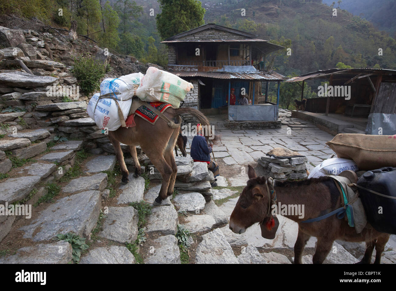 Donkeys Carrying Load High Resolution Stock Photography and Images - Alamy