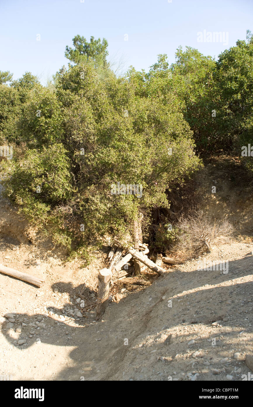 Trenches on the Nek ridge scene of fighting in 1915 in the Anzac area ...