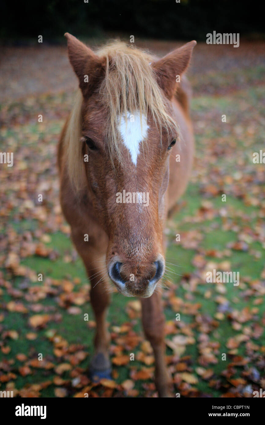 New Forest pony Stock Photo - Alamy