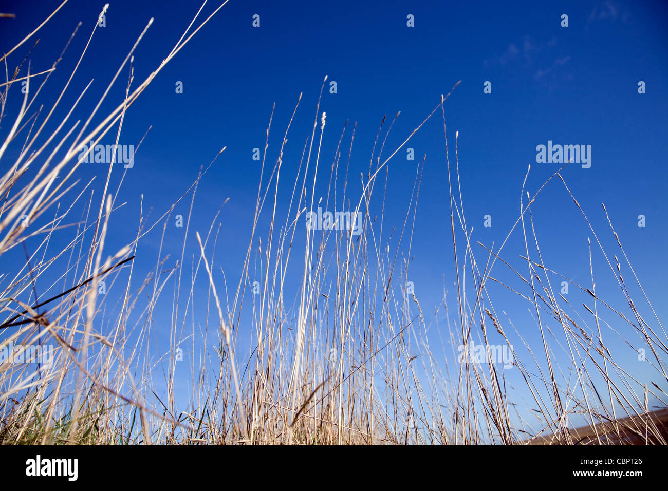 Marsh grasses against deep blue sky Stock Photo - Alamy