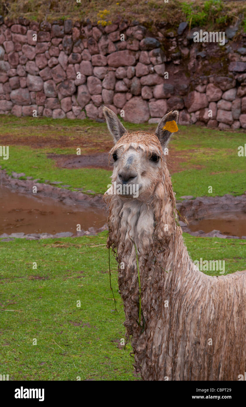 Wet llamas in rain hi-res stock photography and images - Alamy
