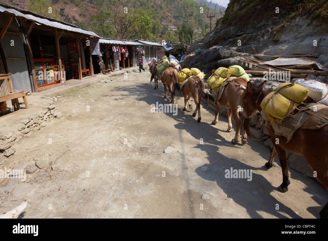 Donkey's carrying provisions to isolated villages on the annapurna ...