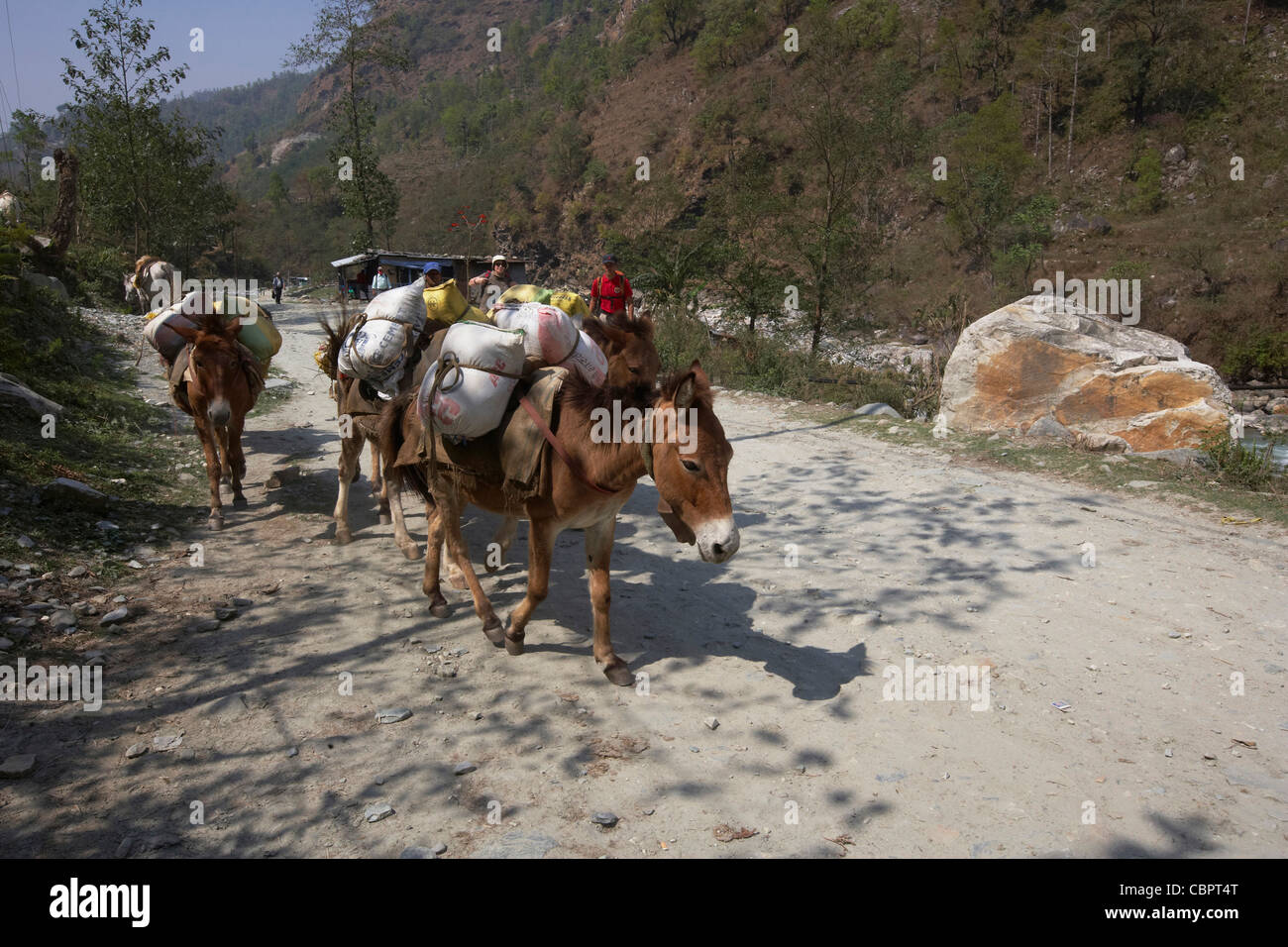 Donkeys Carrying Load High Resolution Stock Photography and Images - Alamy