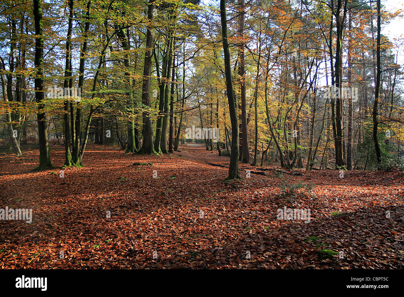 Littered floor hi-res stock photography and images - Alamy