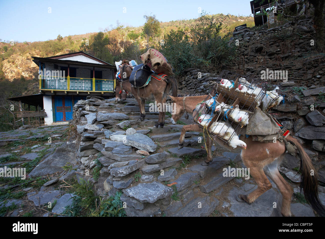 Donkey's carrying provisions and live chickens to isolated villages on ...