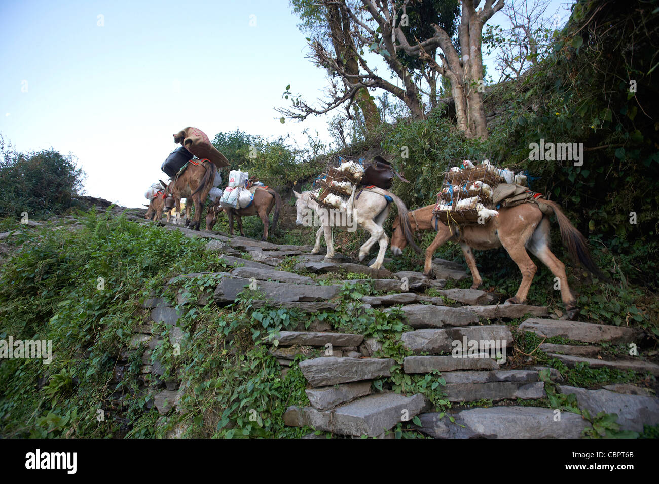 Donkey's carrying provisions and live chickens to isolated villages on ...