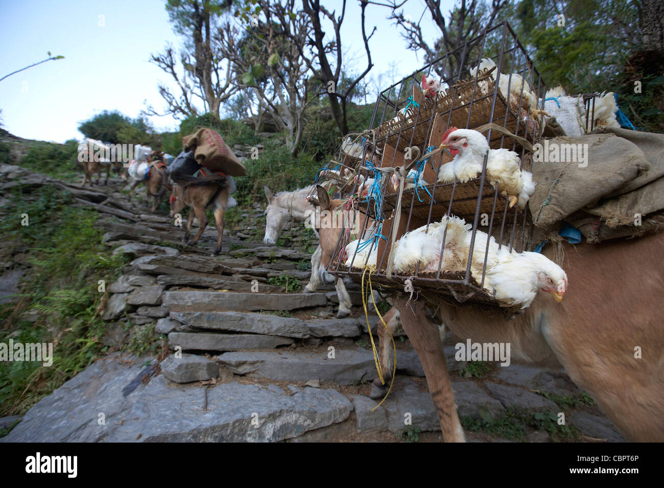 Burden donkey hi-res stock photography and images - Alamy