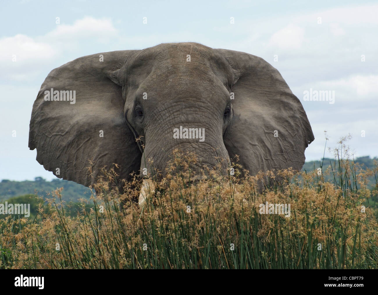 a elephant in Uganda (Africa Stock Photo - Alamy