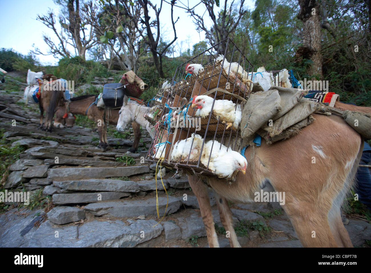 Donkey's carrying provisions and live chickens to isolated villages on ...
