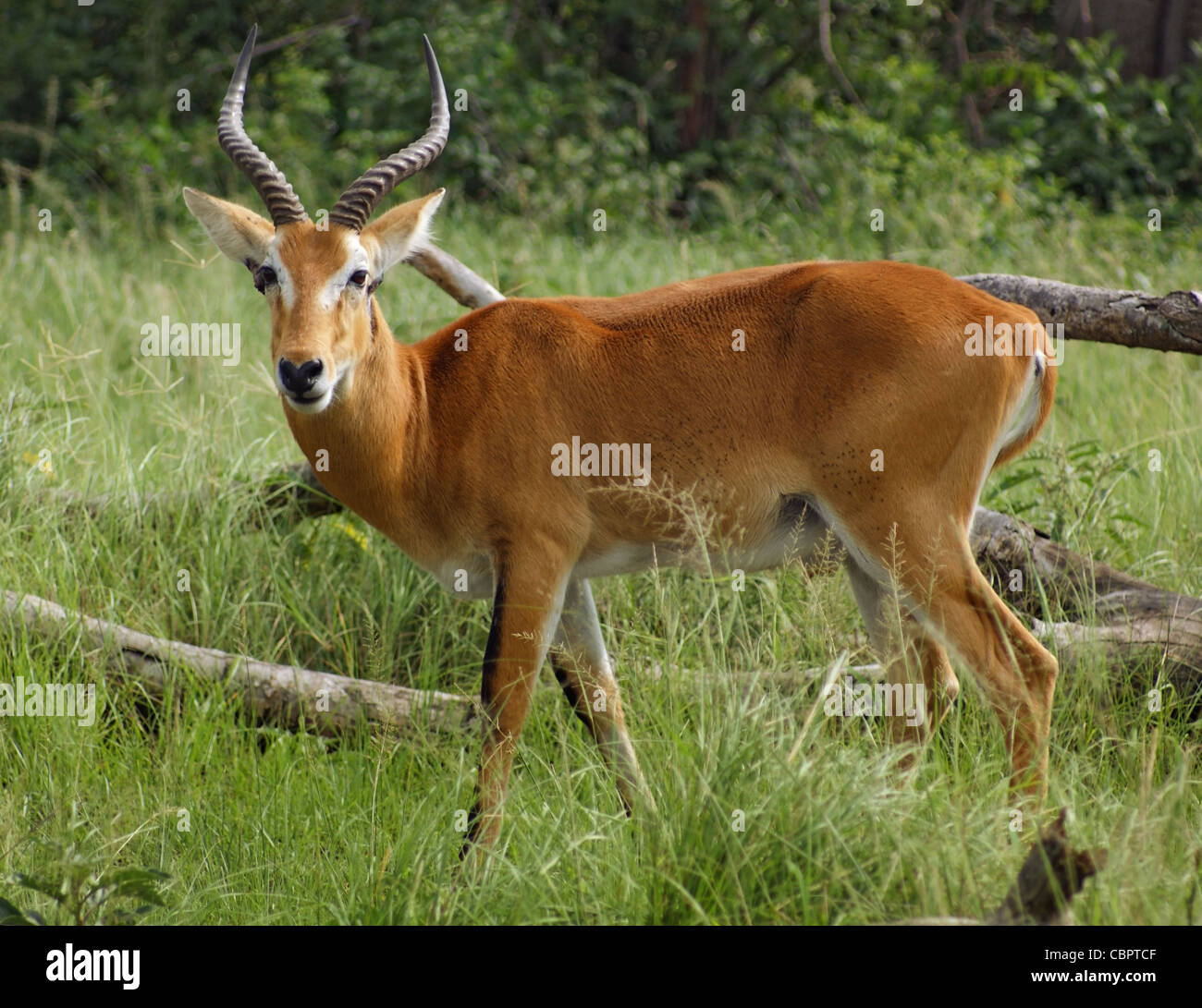 sideways shot of a Uganda Kob in Uganda (Africa Stock Photo - Alamy
