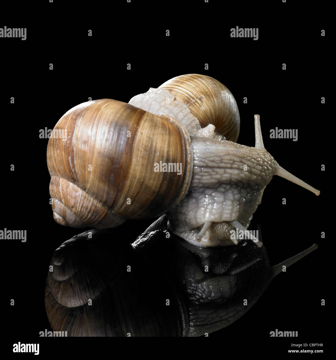 studio photography of two Grapevine snails on each other in black ...